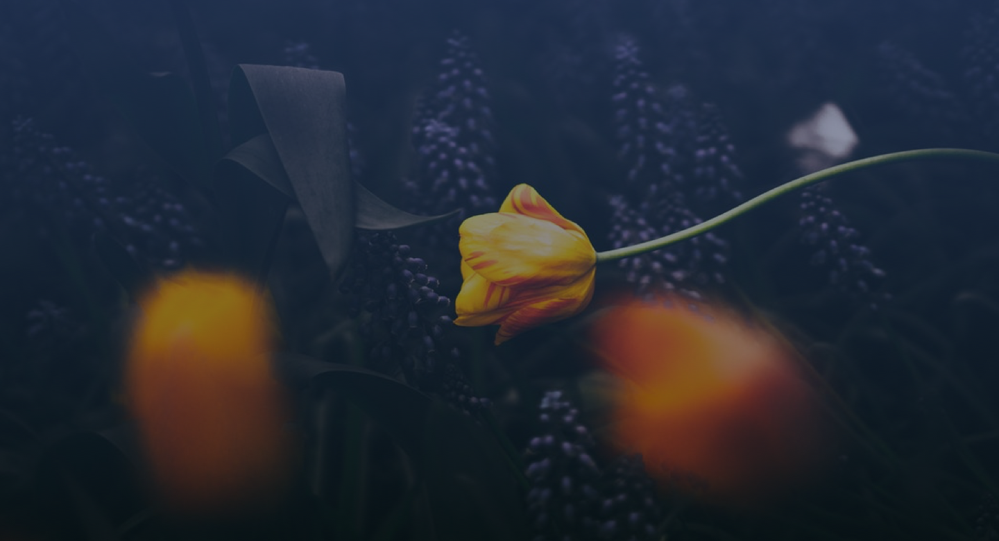 Welcome to Dandelion